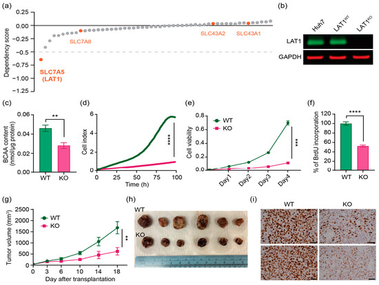 Genetic Ablation of LAT1 Inhibits Growth of Liver Cancer Cells and ...