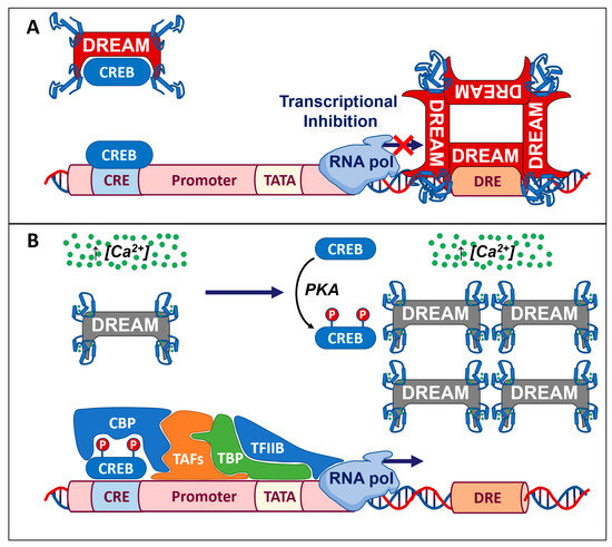 IJMS | Free Full-Text | Emerging Role of DREAM in Healthy Brain and ...