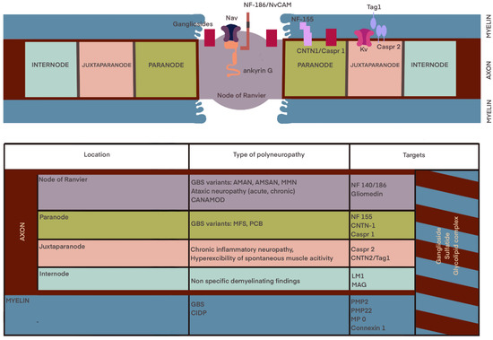 Molecular, Electrophysiological, and Ultrasonographic Differences in ...