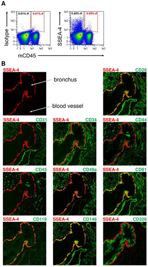 Targeting Stage-Specific Embryonic Antigen 4 (SSEA-4) in Triple ...