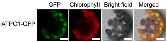 The ATP Synthase γ Subunit ATPC1 Regulates RNA Editing in Chloroplasts