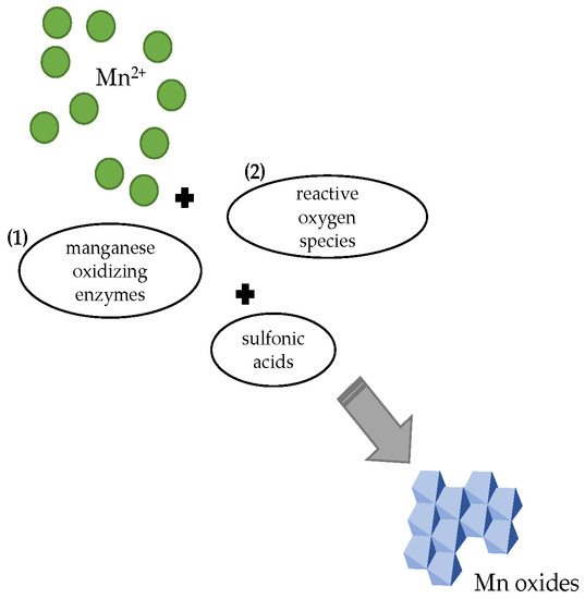 Involvement of Bacterial and Fungal Extracellular Products in ...