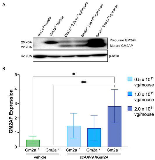 Biochemical Correction of GM2 Ganglioside Accumulation in AB-Variant ...