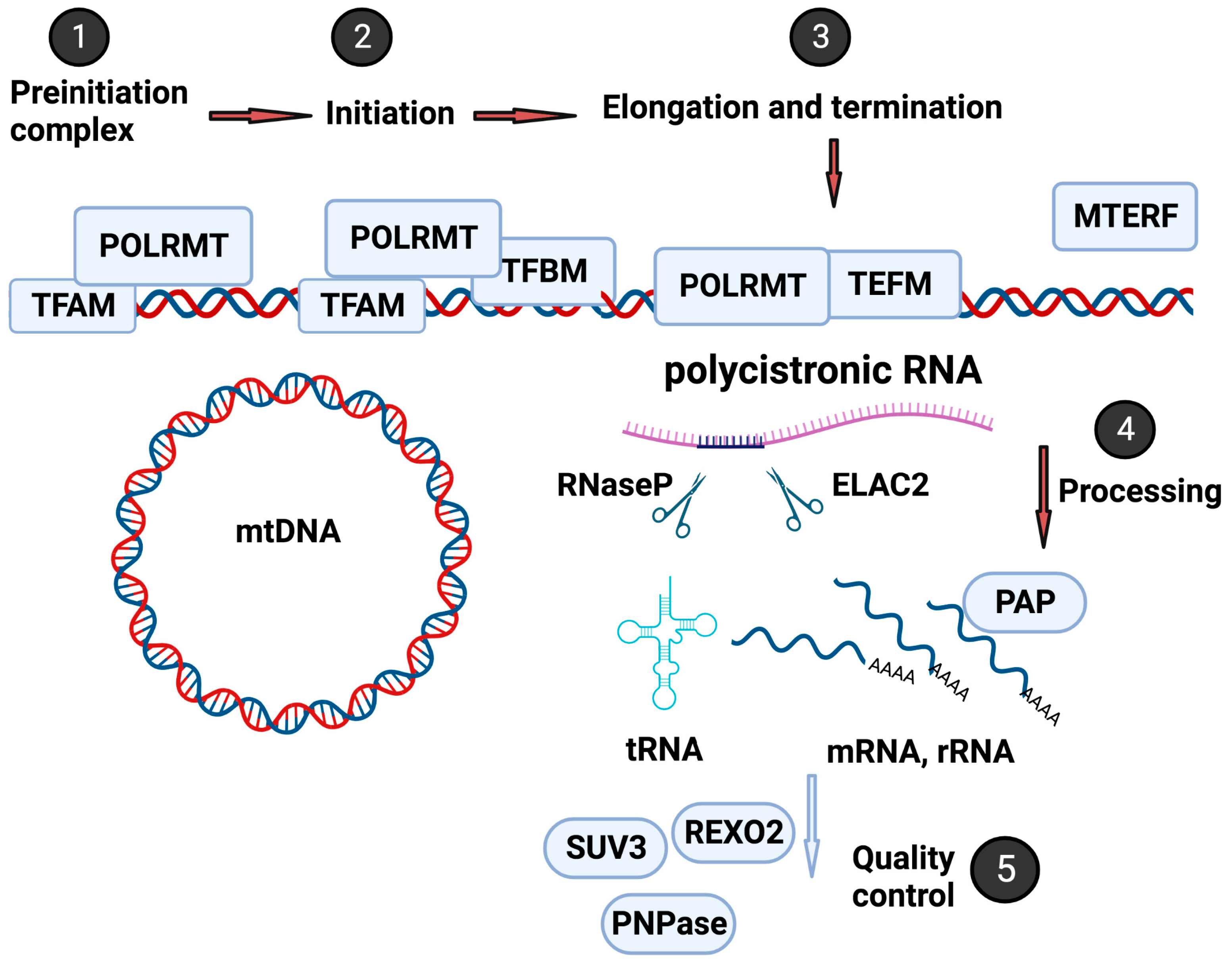 SUV3 Helicase and Mitochondrial Homeostasis