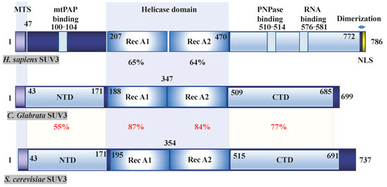 SUV3 Helicase and Mitochondrial Homeostasis