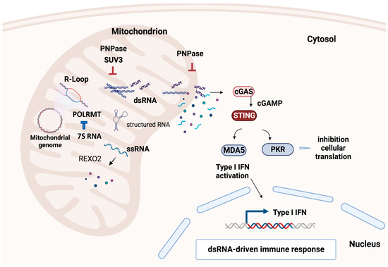 SUV3 Helicase and Mitochondrial Homeostasis