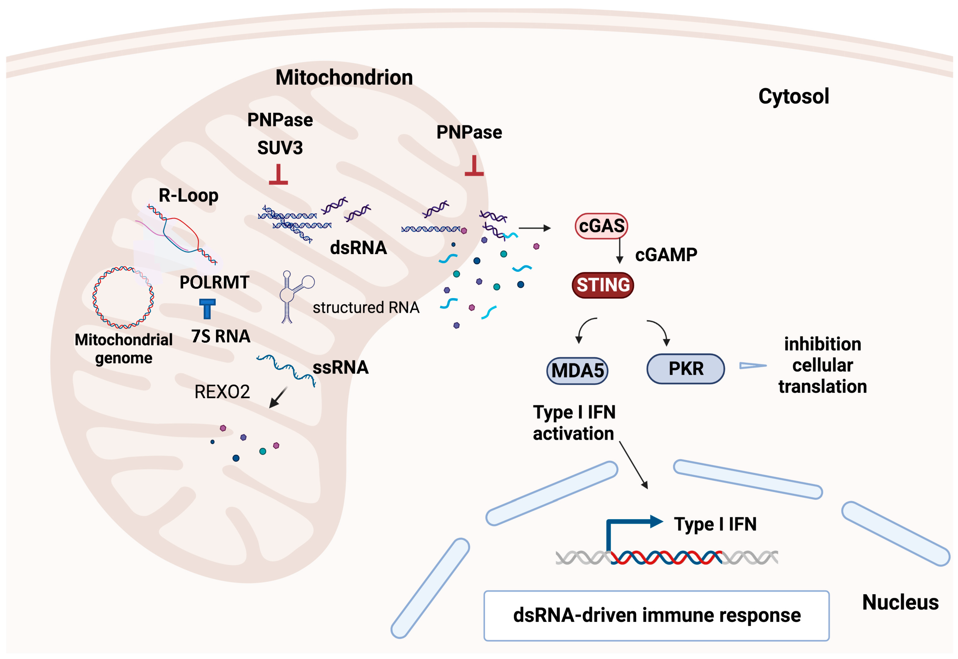 SUV3 Helicase and Mitochondrial Homeostasis