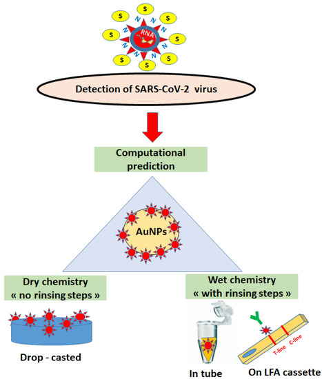 Updates on the Biofunctionalization of Gold Nanoparticles for the Rapid ...