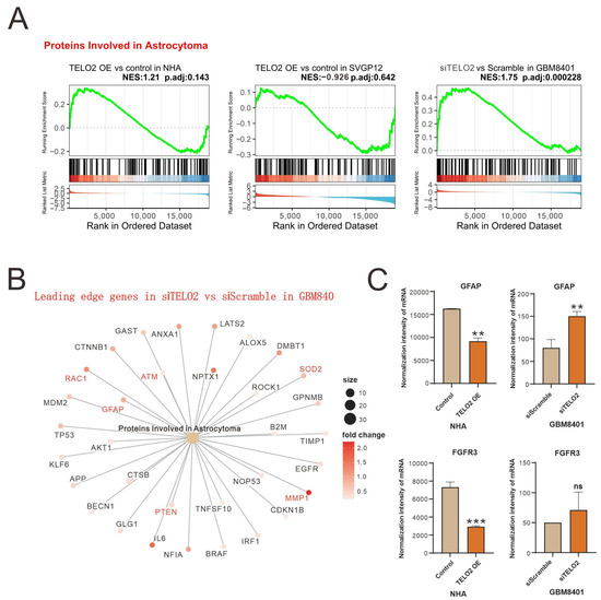 Exploring the Functional Roles of Telomere Maintenance 2 in the ...
