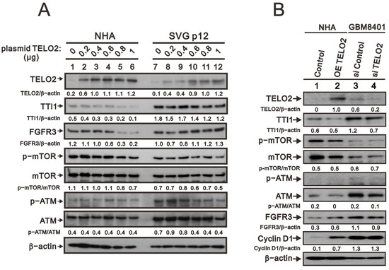 Exploring the Functional Roles of Telomere Maintenance 2 in the ...