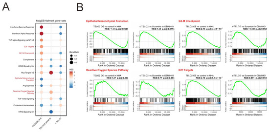Exploring the Functional Roles of Telomere Maintenance 2 in the ...