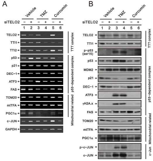 Exploring the Functional Roles of Telomere Maintenance 2 in the ...
