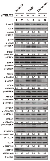Exploring the Functional Roles of Telomere Maintenance 2 in the ...