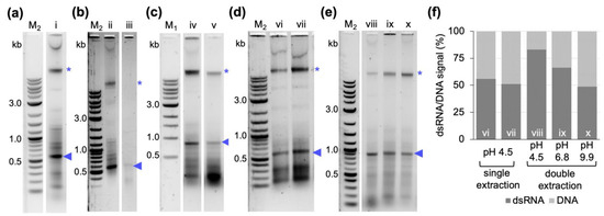 An Optimized/Scale Up-Ready Protocol for Extraction of Bacterially ...
