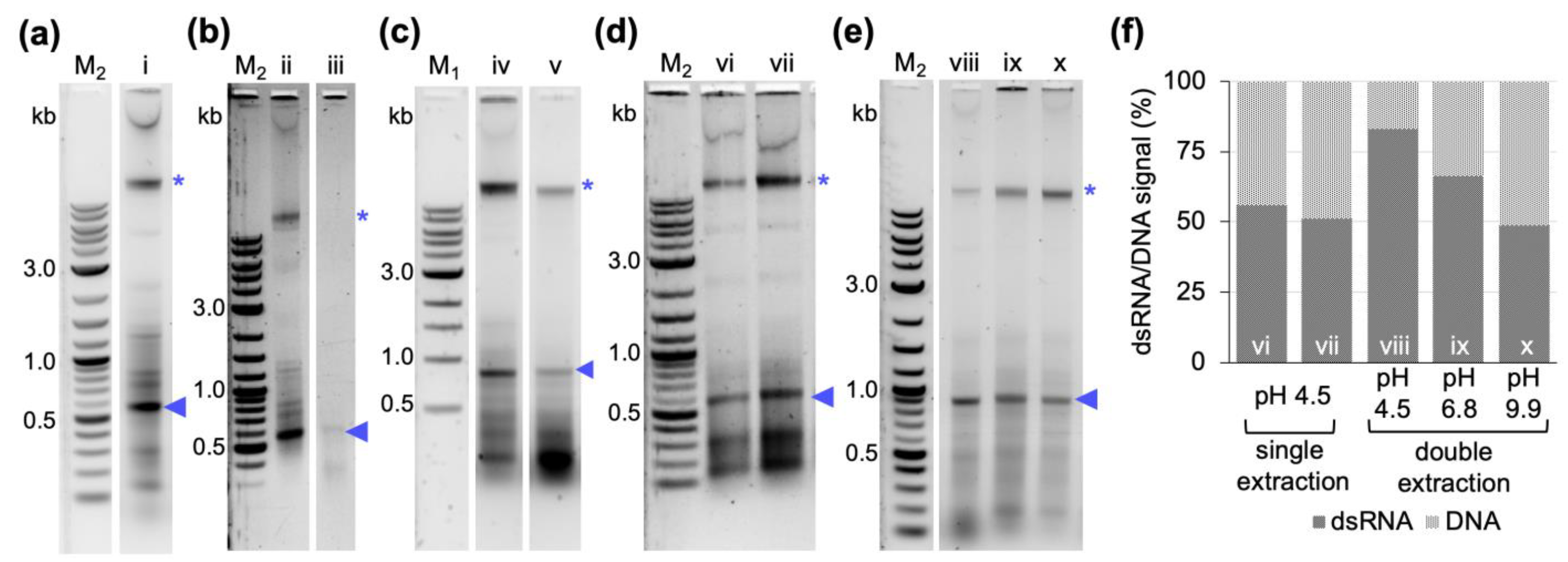 An Optimized/Scale Up-Ready Protocol for Extraction of Bacterially ...