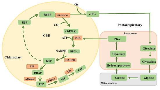 Research Progress in Improving Photosynthetic Efficiency
