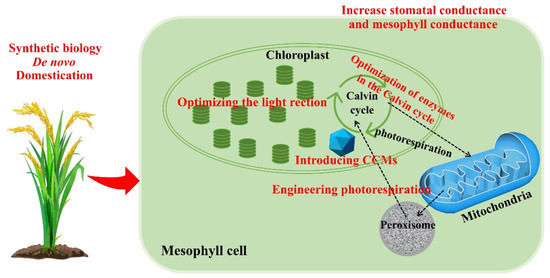 Research Progress in Improving Photosynthetic Efficiency