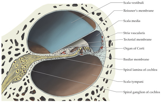 Immunohistochemistry Reveals TRPC Channels in the Human Hearing Organ—A ...
