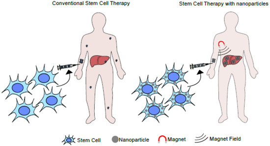 Magnetic Nanostructures and Stem Cells for Regenerative Medicine ...