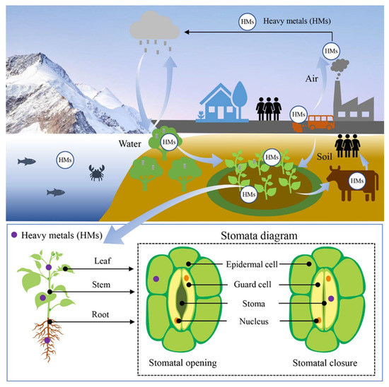 Effects of Heavy Metals on Stomata in Plants: A Review
