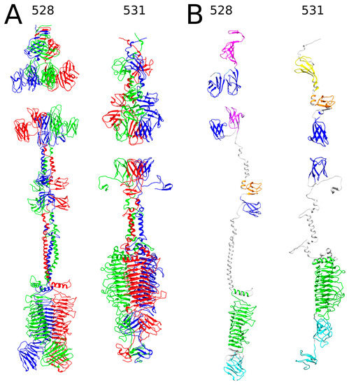 Insights into the Alcyoneusvirus Adsorption Complex