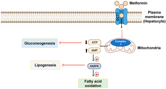 An Update on the Molecular and Cellular Basis of Pharmacotherapy in ...