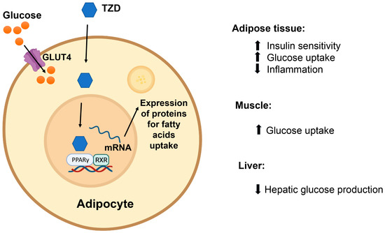 An Update on the Molecular and Cellular Basis of Pharmacotherapy in ...