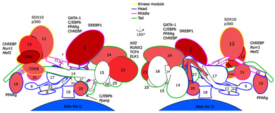 Genetically Engineered Mice Unveil In Vivo Roles of the Mediator Complex