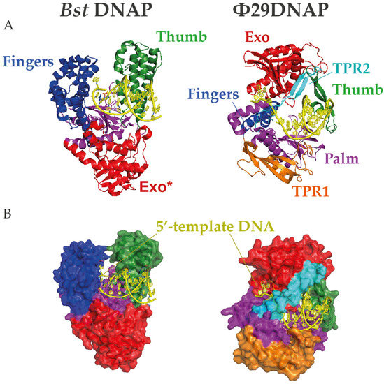 DNA Polymerases for Whole Genome Amplification: Considerations and ...