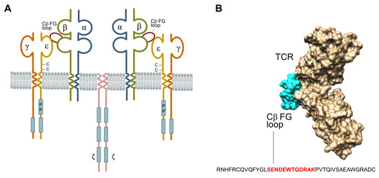 Non-Antigenic Modulation of Antigen Receptor (TCR) Cβ-FG Loop Modulates ...