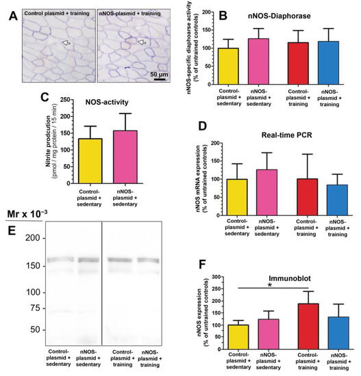 nNOS Increases Fiber Type-Specific Angiogenesis in Skeletal Muscle of ...