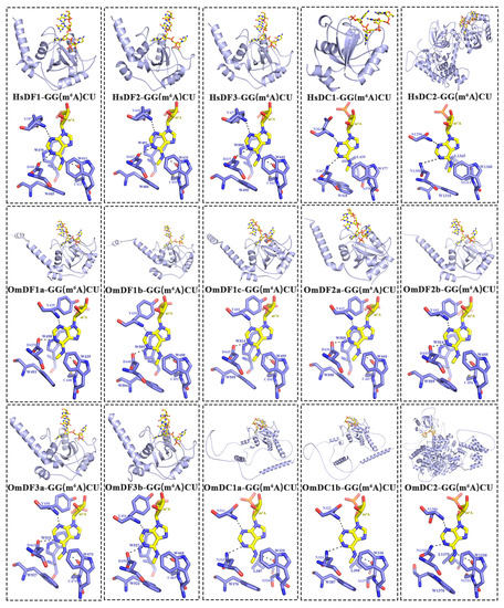 Comprehensive Analysis of YTH Domain-Containing Genes, Encoding m6A Reader and Their Response to ...
