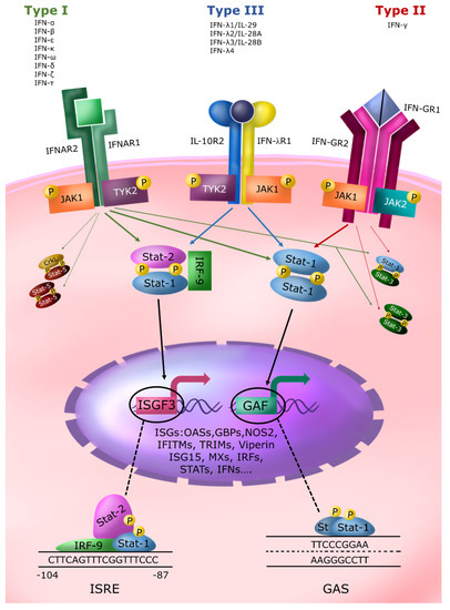 SARS-CoV-2 Evasion of the Interferon System: Can We Restore Its ...