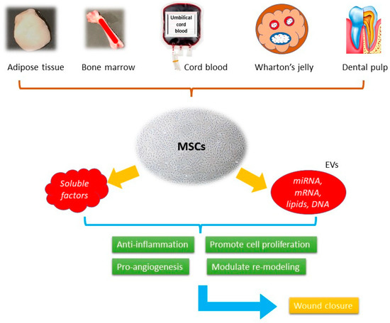 The Potential of MSC-Based Cell-Free Therapy in Wound Healing—A ...