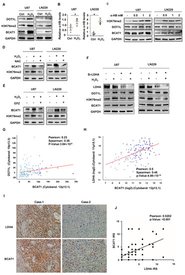 Nuclear Translocation of LDHA Promotes the Catabolism of BCAAs to ...