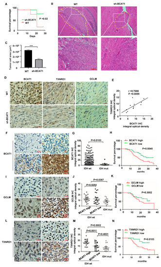 Nuclear Translocation of LDHA Promotes the Catabolism of BCAAs to ...
