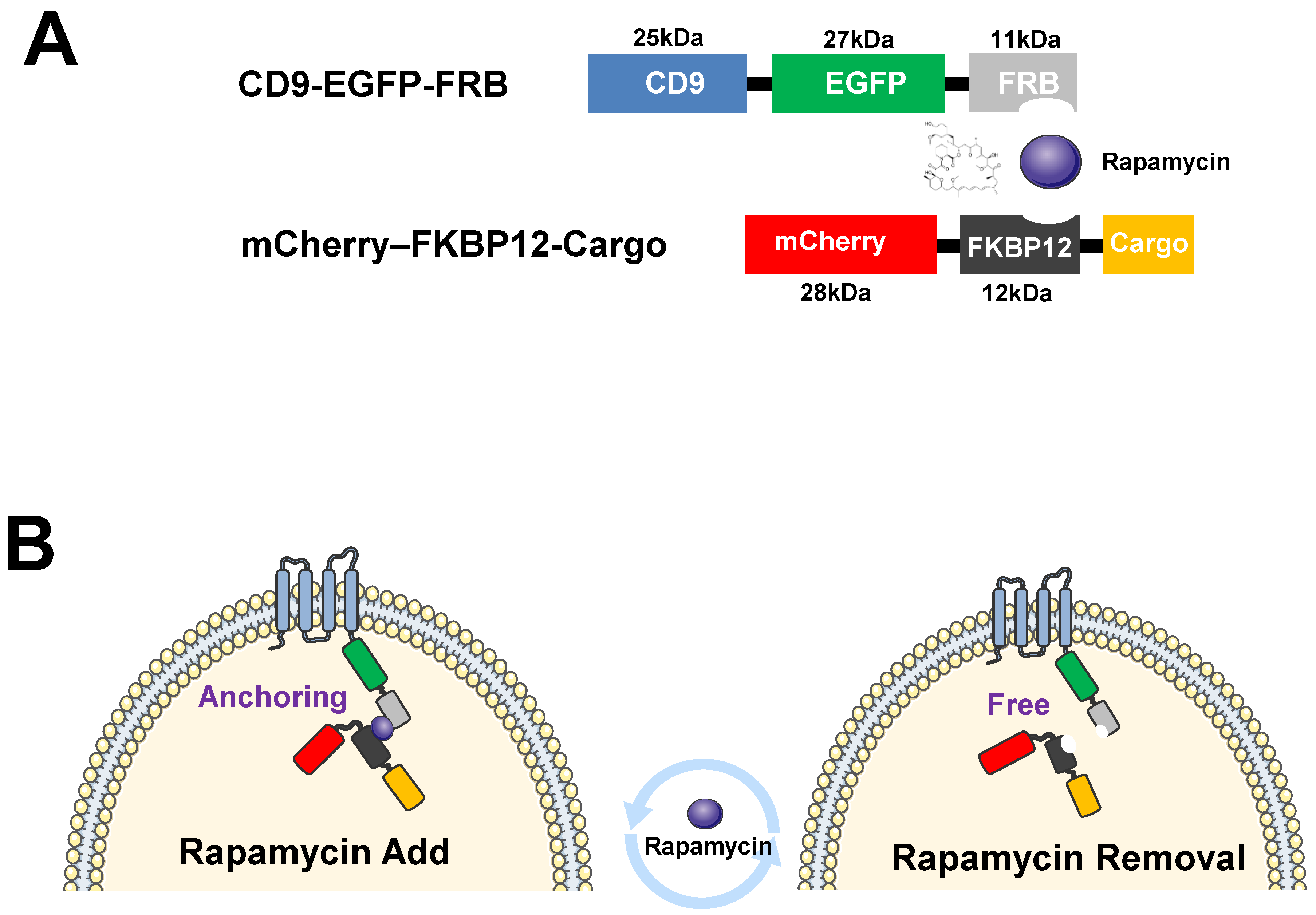 Engineered Extracellular Vesicles with Compound-Induced Cargo Delivery ...
