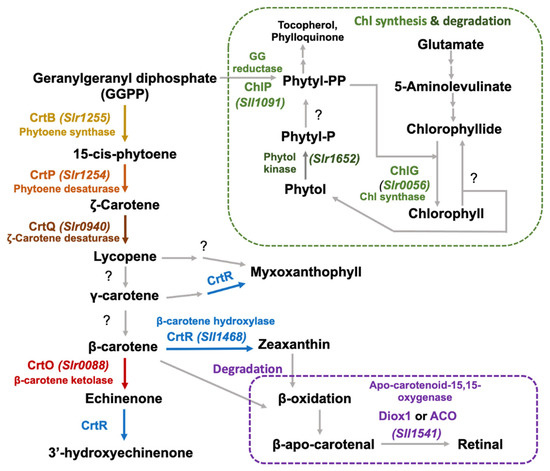 Overexpressing Carotenoid Biosynthetic Genes in Synechocystis sp. PCC 6803 Improved ...