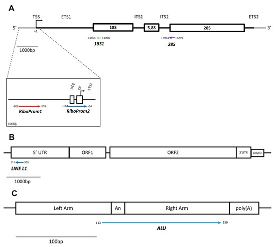 Evaluation of DNA Methylation Profiles of LINE-1, Alu and Ribosomal DNA ...