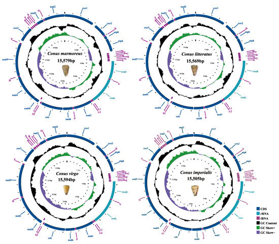 Mitogenome Characterization of Four Conus Species and Comparative Analysis