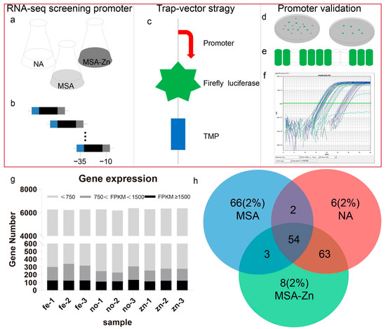 Optimization of Constitutive Promoters Using a Promoter-Trapping Vector ...