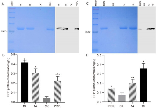 Optimization of Constitutive Promoters Using a Promoter-Trapping Vector ...