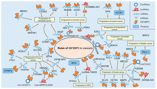 Targeting IGF2BP3 in Cancer