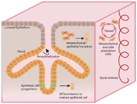 The Therapeutic Potential of Multipotent Mesenchymal Stromal Cell—Derived Extracellular Vesicles ...
