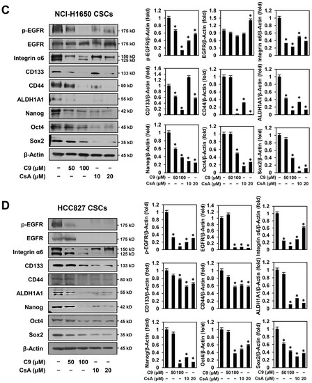 Natural Cyclophilin A Inhibitors Suppress the Growth of Cancer Stem ...