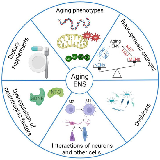 The Aging Enteric Nervous System
