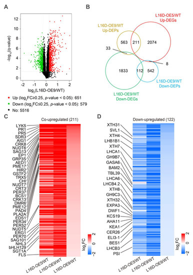 Overexpressing Ribosomal Protein L16D Affects Leaf Development but ...
