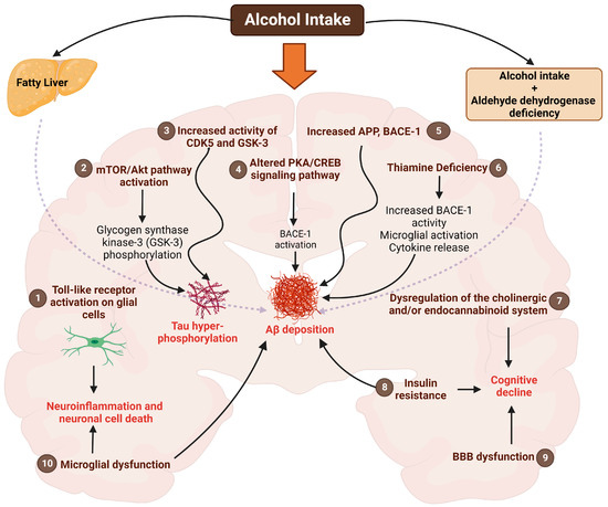 Alcohol as a Modifiable Risk Factor for Alzheimer’s Disease—Evidence ...