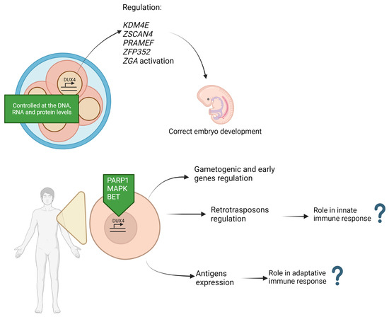 IJMS | Free Full-Text | Influence of DUX4 Expression in ...