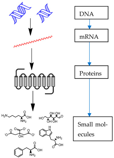 Special Issue “Small Molecules, Influence of Molecular Pathways 2.0”